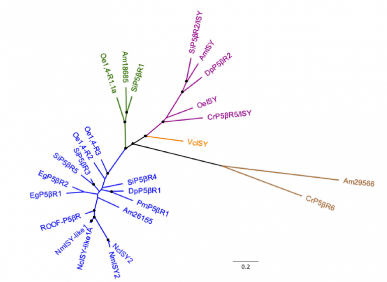 Transcriptome Based Identification And Functional Characterization Of